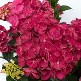 Hydrangea macrophylla Akadama® PP28860 | | plant lust