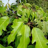 Schefflera delavayi | Hardy Schefflera | plant lust