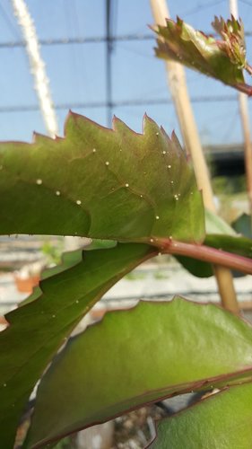 Cyphostemma 'Fat Bastard' | Cyphostemma 'Fat Bastard' [juttae x hardyi ...