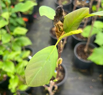 Magnolia from multiple nurseries on Plant Lust