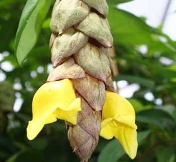 Gmelina from multiple nurseries on Plant Lust