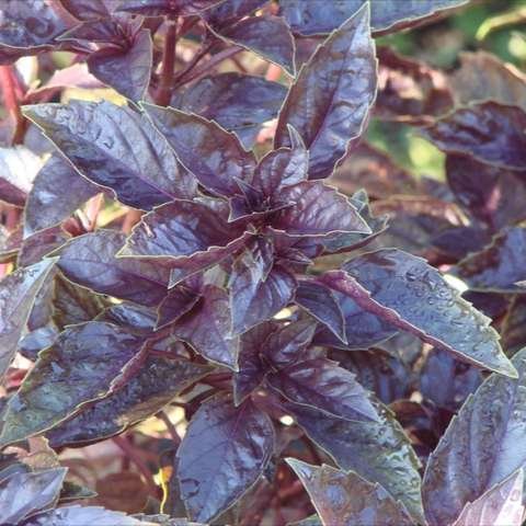 Red Rubin Basil | Red Basil | plant lust