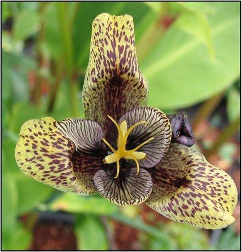 Tigridia vanhouttei | Peacock Flower | Tiger Flower | Tiger Iris ...