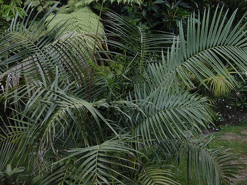 Dypsis baronii | Sugar Cane Palm | plant lust
