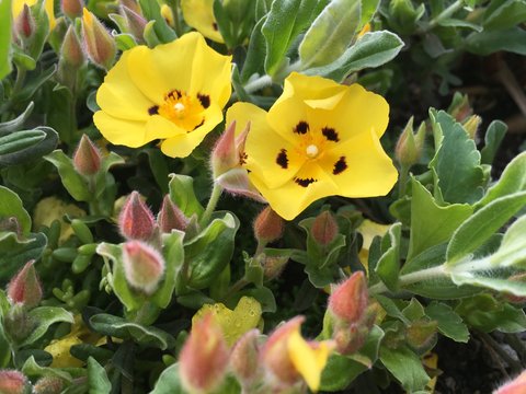 Halimium lasianthum ssp. formosum 'Sandling' | Halimium lasianthum ...