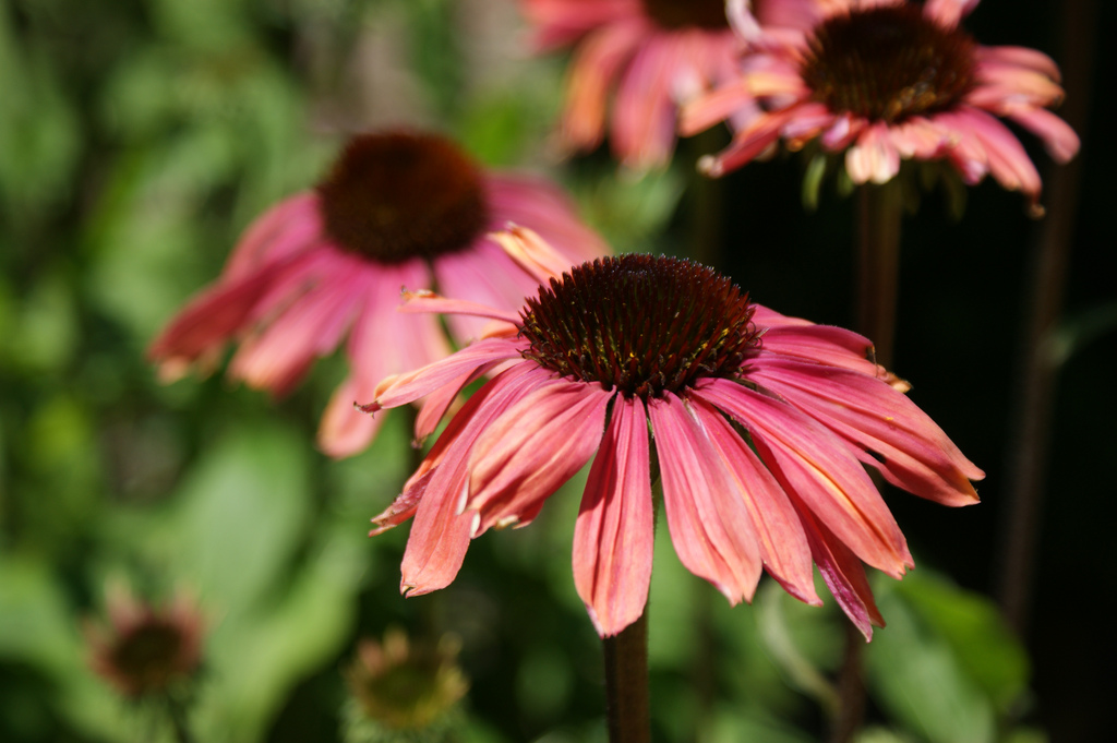 Photo 27879 Echinacea Big Sky Summer Sky PP18783 Plant Lust