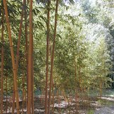 Phyllostachys bambusoides | Phyllostachys bambusoides 'Madake' | Giant ...