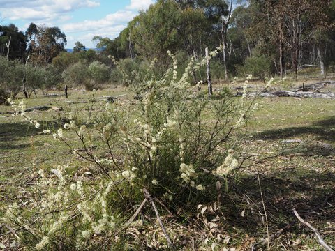 Hakea microcarpa | plant lust
