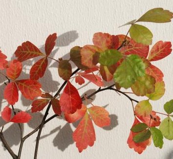 Rhus from multiple nurseries on Plant Lust