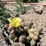 Opuntia fragilis var. denudata 'Potato' | Opuntia debreczyi var. denuda ...