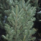 Abies alba 'Pyramidalis' | Silver Fir | plant lust