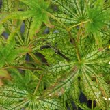 Acer palmatum 'First Ghost' | First Ghost Japanese Maple | plant lust