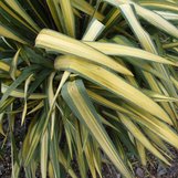 Yucca 'Garland Gold' | Yucca filamentosa 'Garland Gold' | Yucca ...