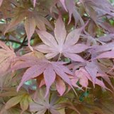 Acer palmatum 'Moonfire' | Japanese Maple | plant lust