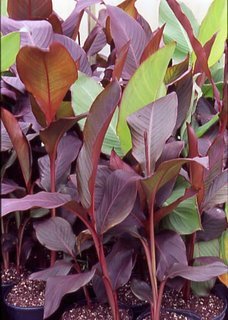 Canna musifolia 'Red' | Canna musafolia 'Rubra' | Banana Canna | plant lust