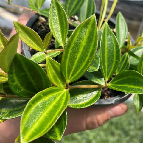 Peperomia quadrangularis | Peperomia angulata | plant lust