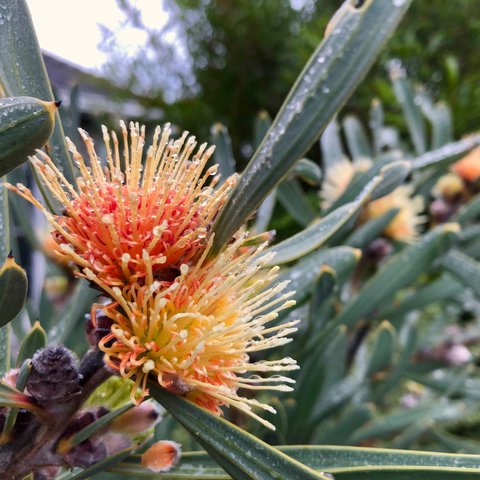 Hakea cinerea | Ashy Hakea | plant lust