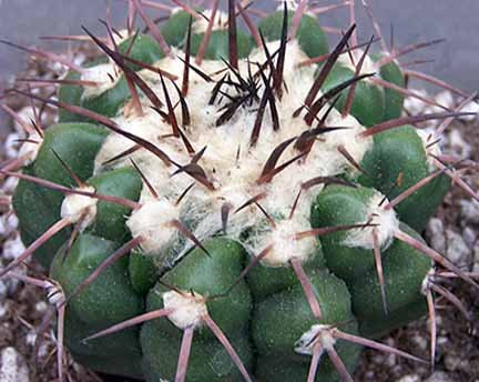 Discocactus placentiformis | Cactus placentifo | Discocactus alteolens ...