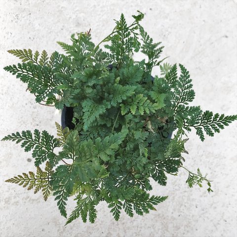 Davallia tyermannii | Davallia tyermanii | White Rabbit's Foot Fern ...