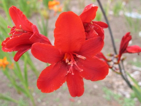 Crocosmia 'Hellfire' | Hellfire Montbretia | plant lust