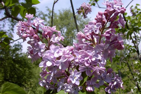 Syringa vulgaris 'Président Grévy' | Syringa vulgaris 'President Grevy ...
