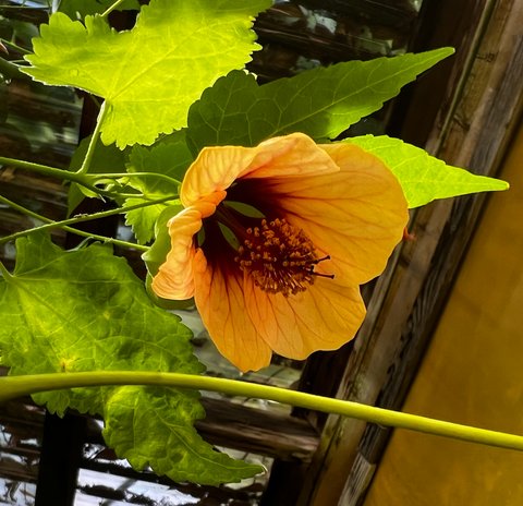 Abutilon 'Temple Bells' | Abutilon 'Red-veined Orange' | Temple Bells ...