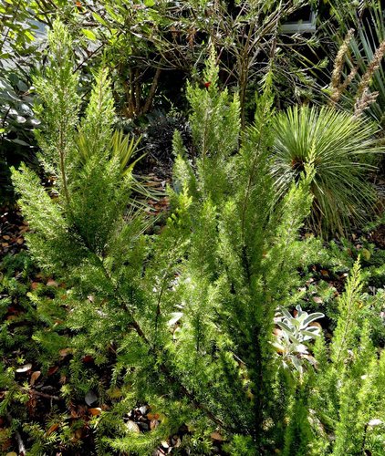 Erica arborea var. alpina | Alpine Tree Heather | Tree Heath | plant lust