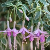Fuchsia magellanica 'Sharpitor' | Fuchsia magellanica molinae ...