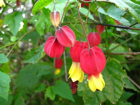 Abutilon megapotamicum | Brazillian Bell-flower | Flowering Maple ...