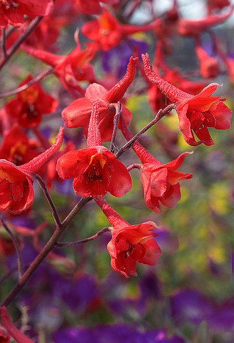 Delphinium cardinale | Scarlet Larkspur | plant lust