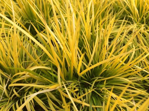 Acorus gramineus 'Minimus Aureus' | Acorus gramineus 'Pusillus Aurea ...