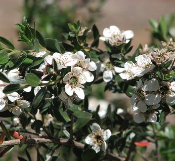 Leptospermum from multiple nurseries on Plant Lust