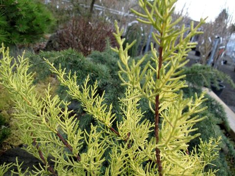 Cupressus macrocarpa 'Fine Gold' | Fine Gold Golden Monterey Cypress ...