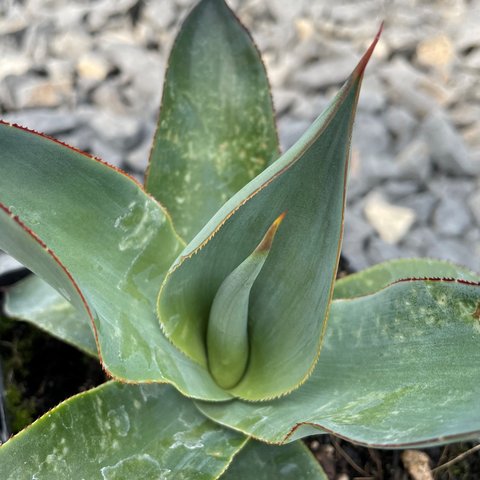 Agave celsii 'Nova' | plant lust