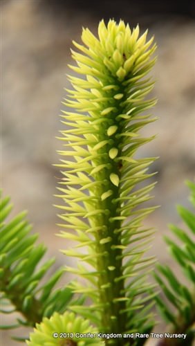 Abies firma 'Golden Hue' | Golden Hue Momi Fir | plant lust