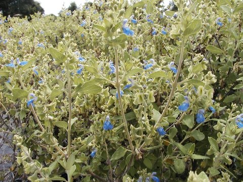 Salvia ballotiflora | Blue Shrub Sage | plant lust
