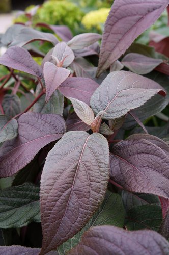 Hydrangea aspera Plum Passion® | Hydrangea aspera 'Burgundy Bliss ...