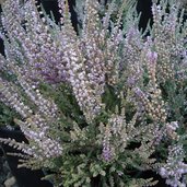 Calluna vulgaris 'Multicolor' | Multicolor Heather | plant lust