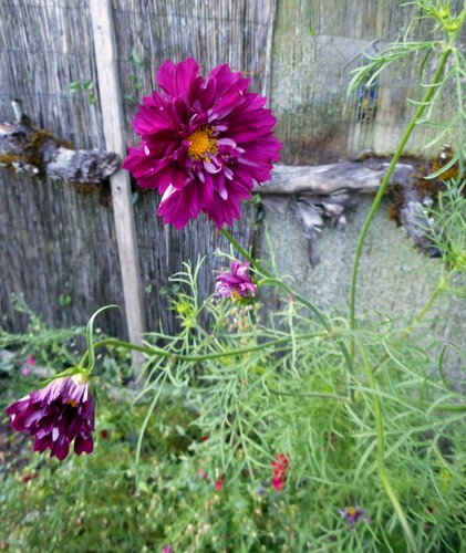 Cosmos bipinnatus 'Double Click' | Double Click Cosmos | Double Click ...