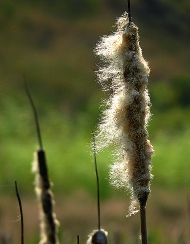 Typha latifolia 'Variegata' | Variegated Cattail | plant lust