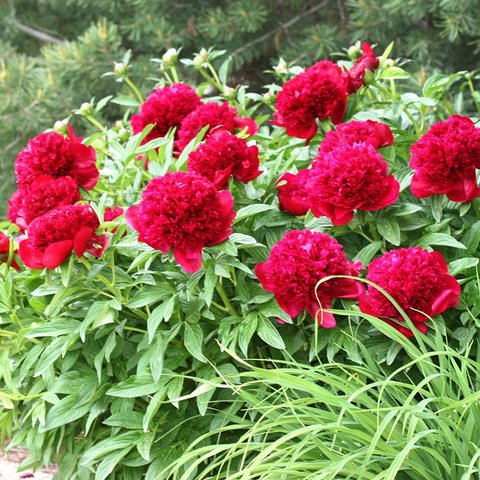 Paeonia 'Red Charm' | Red Charm Peony | plant lust