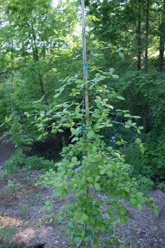 Nyssa sylvatica 'Autumn Cascades' | Nyssa sylvatica 'Autumn Cascade ...