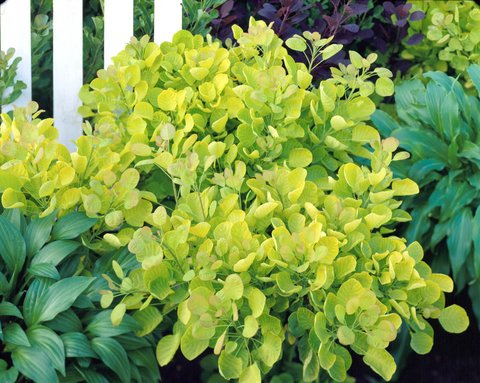 Cotinus coggygria Golden Spirit™ PP13082 | Cotinus coggygria 'Golden ...