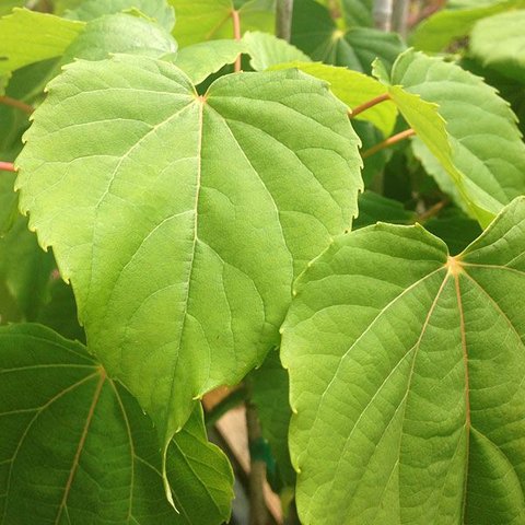 Idesia polycarpa 'Kentucky Fry' | Kentucky Fry Igiri Tree | plant lust
