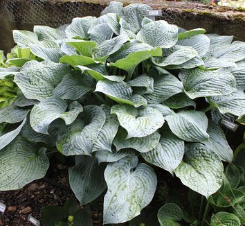 Sebright Gardens - plant lust