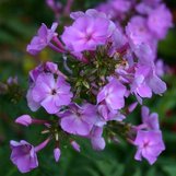 Phlox paniculata 'Katherine' | Katherine Tall Garden Phlox | plant lust