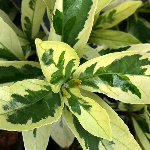 Viburnum odoratissimum var. awabuki 'Chindo' | Viburnum awabuki 'Chindo ...