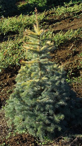 Picea pungens 'Villarreal Gold' | Villarreal Gold Colorado Spruce ...