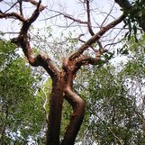 Bursera simaruba | Copperwood | Gumbo Limbo Tree | Tourist Tree | plant ...