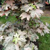 Acer pseudoplatanus 'Esk Sunset' | Acer pseudoplatanus 'Eskimo Sunset ...